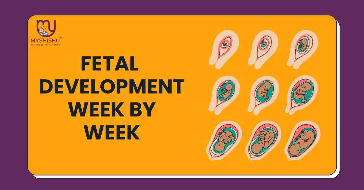 Fetal Development Week by Week - MyShishu